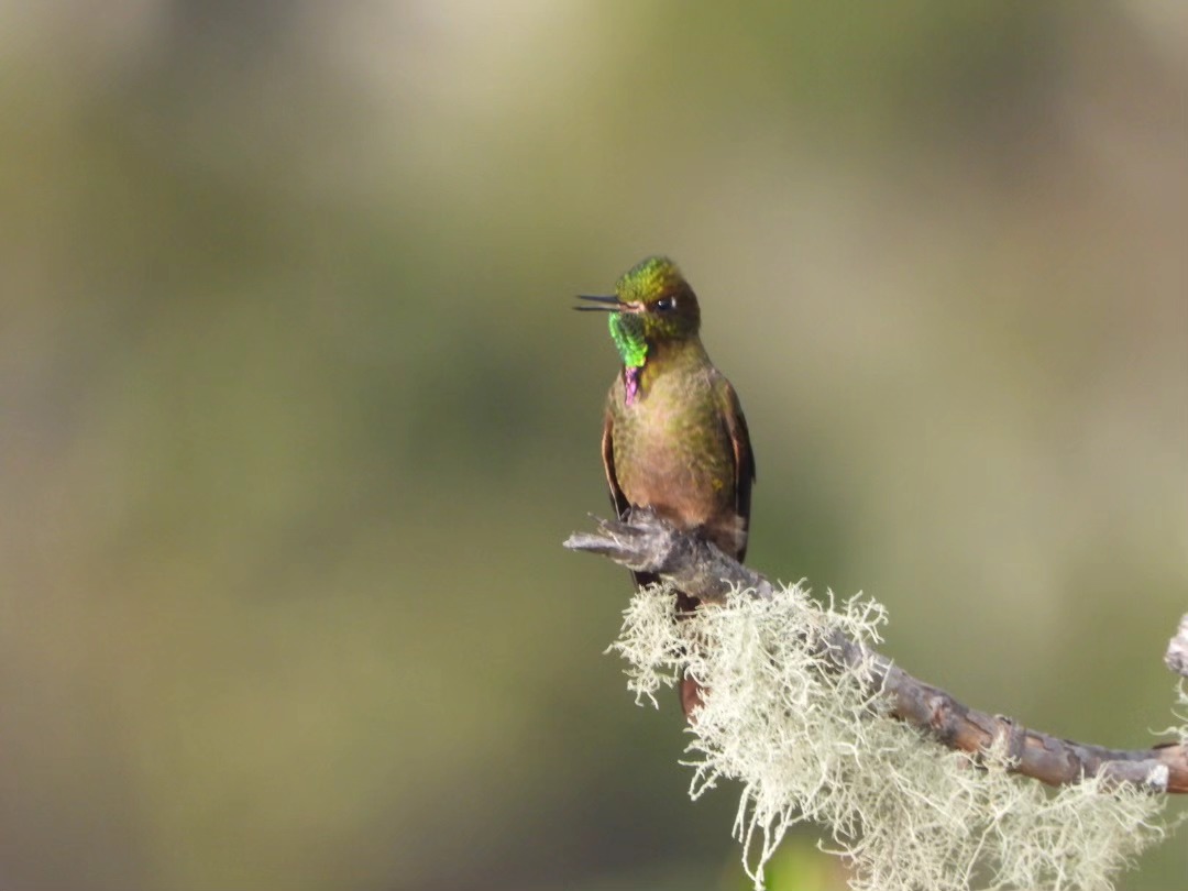 Colibrí ventridorado, avistado en Huila: características